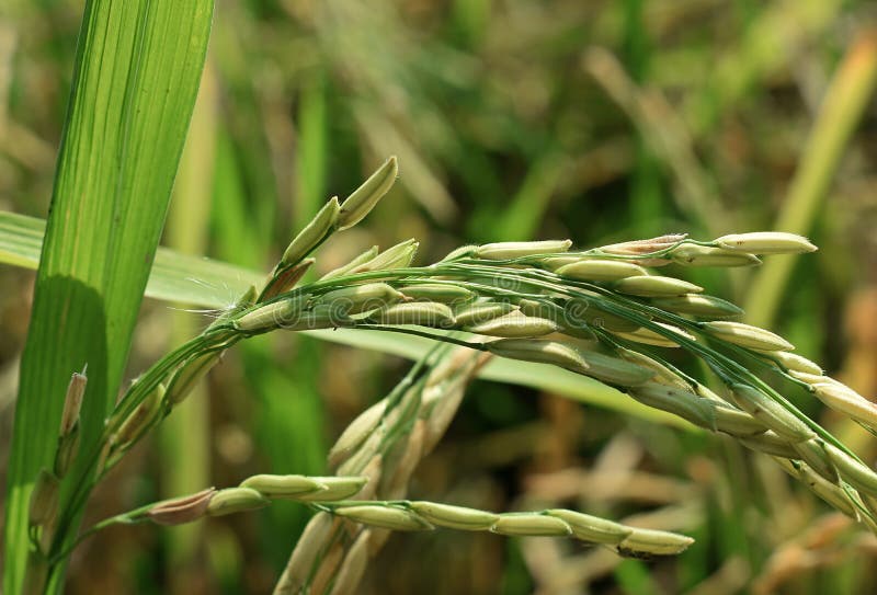 Rice seeds in the field stock image. Image of thailand - 140255205