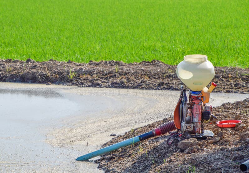 Rice Seeds Spraying Machine. - Thai Farmer Put Pink Shirt Sowing Rice ...