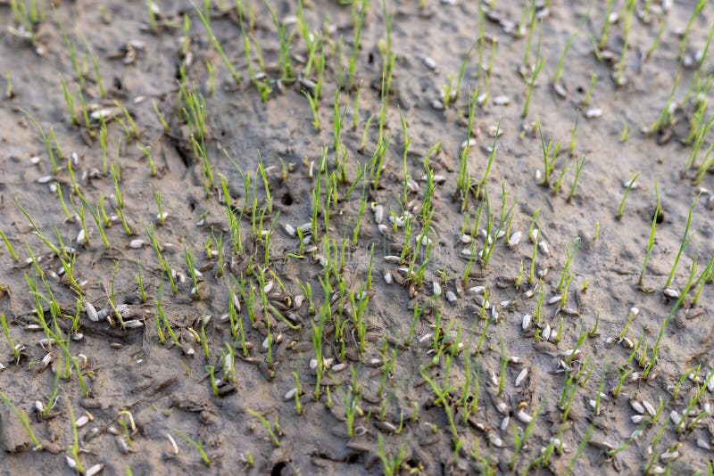 Rice Seeds Sprout in Paddy Field Stock Photo - Image of soil, phase ...