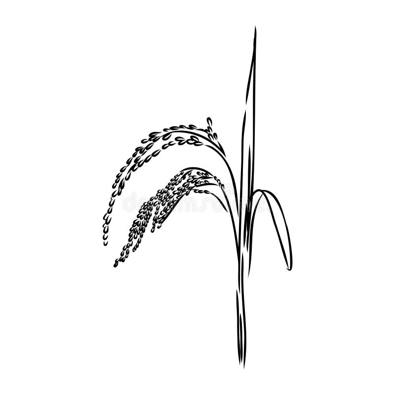 Rice Set. Plant of Rice and Rice Field Hand Drawn Vector Illustration ...