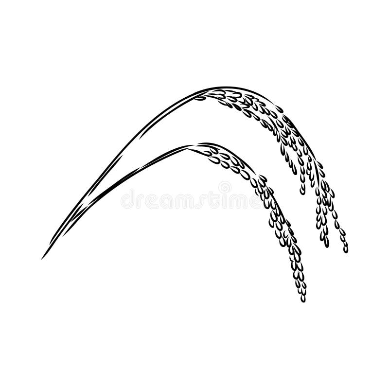 Rice Set. Plant of Rice and Rice Field Hand Drawn Vector Illustration ...