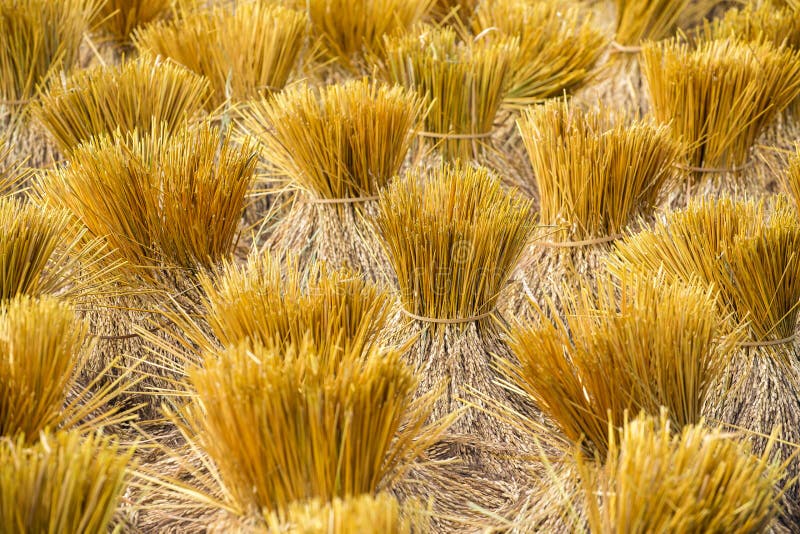 Rice sheaves after harvest stock photo. Image of golden - 73428918