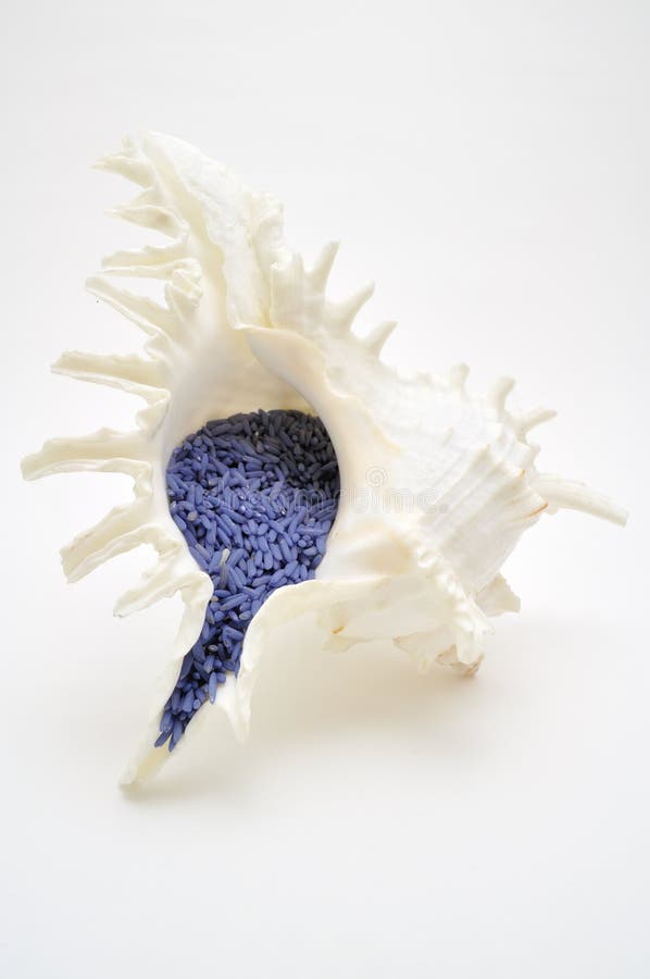 Rice in Shell stock image. Image of macro, close, isolated - 15890303