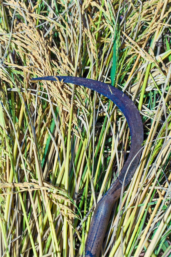 Rice and a Sickle in Paddy Rice Field. Stock Image - Image of fresh ...