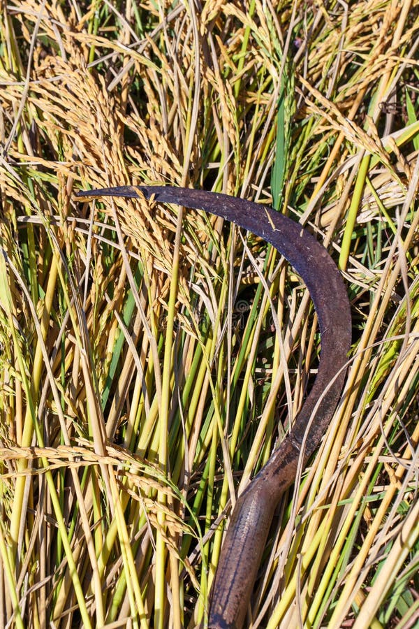 Sickle Spike Stock Photos - Free & Royalty-Free Stock Photos from ...