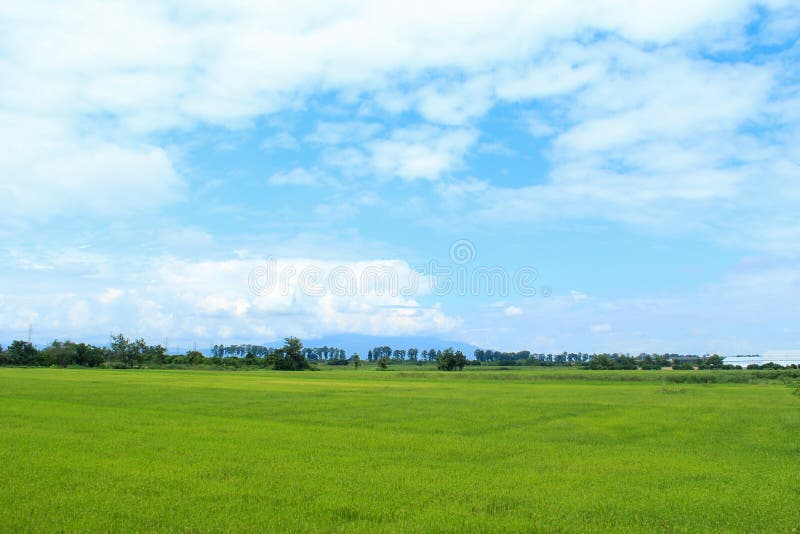 Rice and sky stock image. Image of natural, field, cloud - 76719159