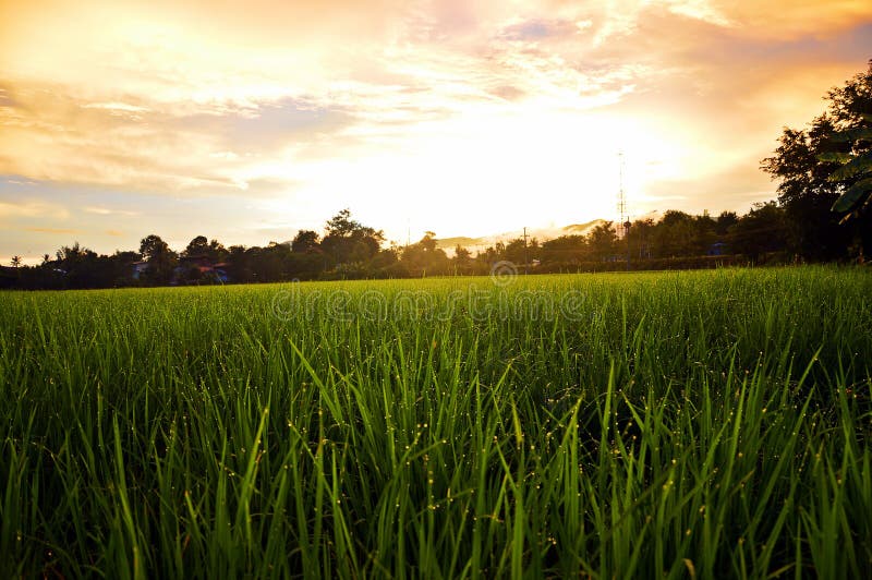 Rice sky stock image. Image of horizon, orange, plant - 46158789