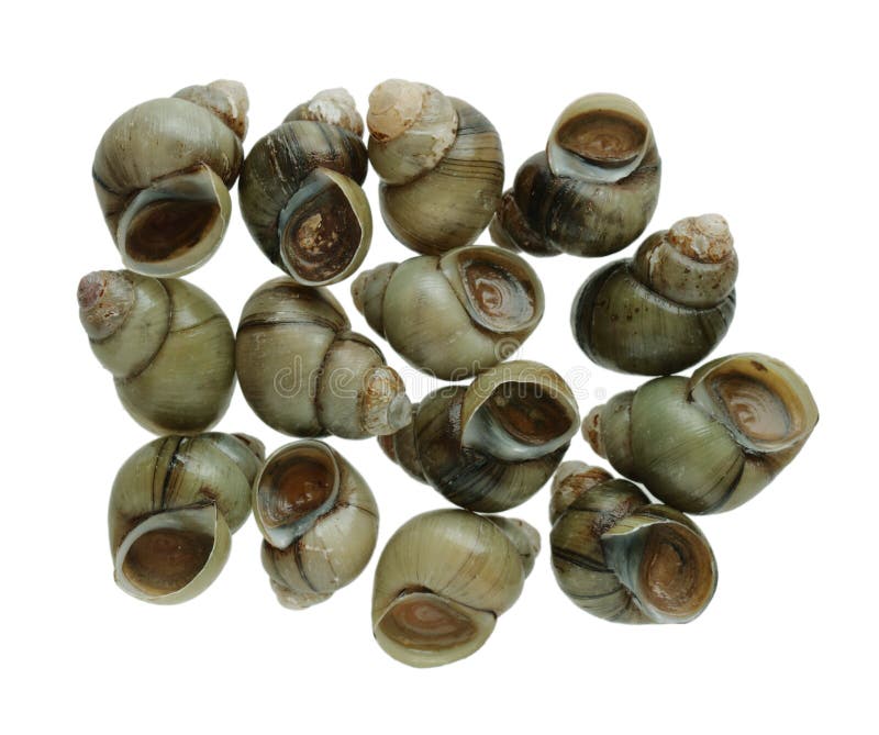 Rice Snail stock photo. Image of animal, wildlife, slug - 7747224