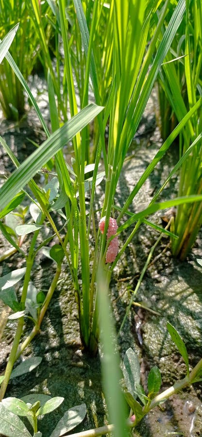 Rice Snail Eggs Attached To Rice in Rice Fields Stock Image - Image of ...