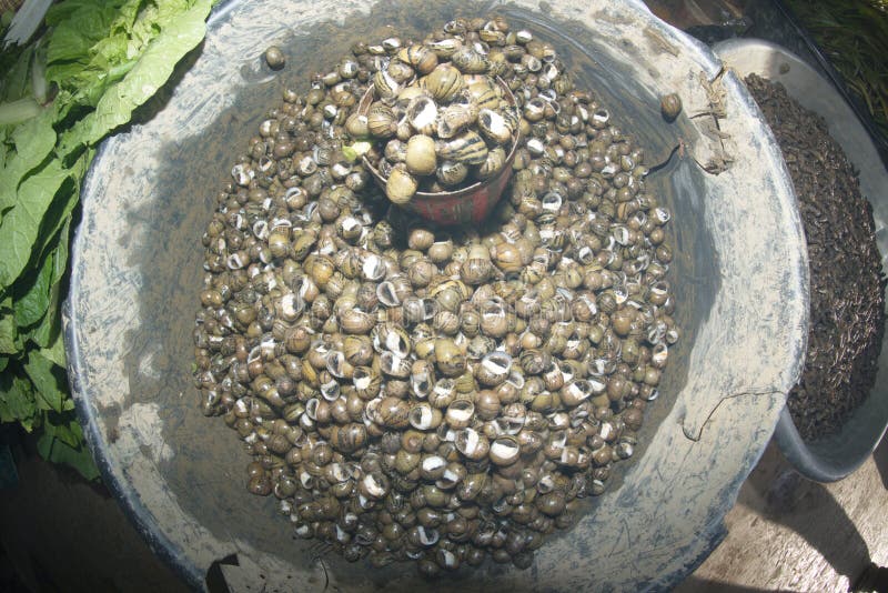 Rice Snails in Plastic Tanks for Sale. Stock Photo - Image of appetite ...