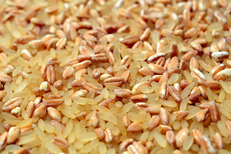Rice, spelt and maize stock image. Image of cereals, organic - 36652009