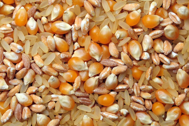 Rice, spelt and maize stock image. Image of cereals, organic - 36652009