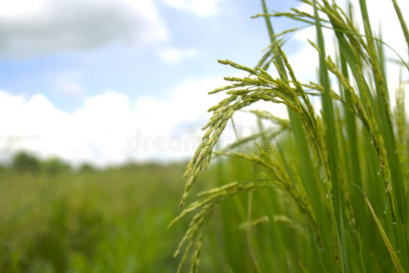 Rice spike in rice field. stock image. Image of piedmont - 199916217