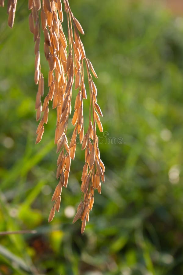 Rice spike stock image. Image of farmland, detail, lawn - 44965285