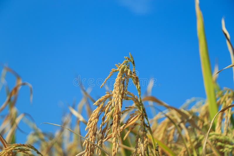 Rice Spike in Rice Field with Blue Sky Stock Image - Image of harvest ...