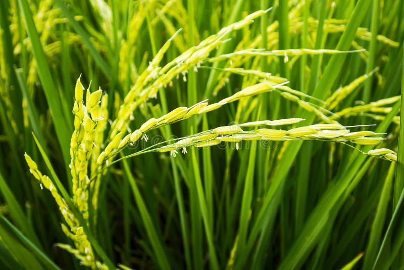 Rice Spike in the Rice Field Stock Photo - Image of fresh, season ...