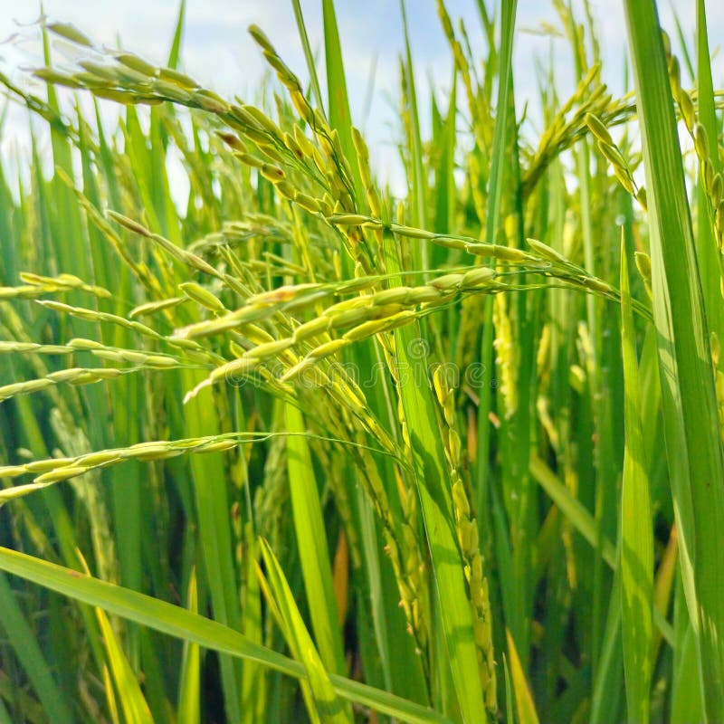 Rice Spike in the Rice Fields. Green Paddy Rice Fields Stock Photo ...