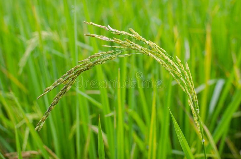 Rice spike stock image. Image of nature, golden, gold - 48936697