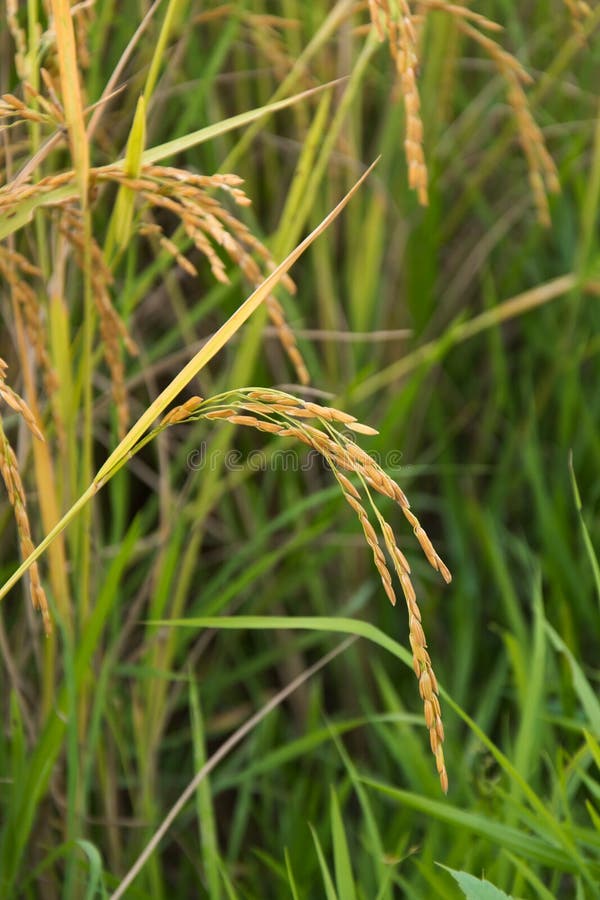 Rice spike in rice field stock image. Image of agriculture - 94543447