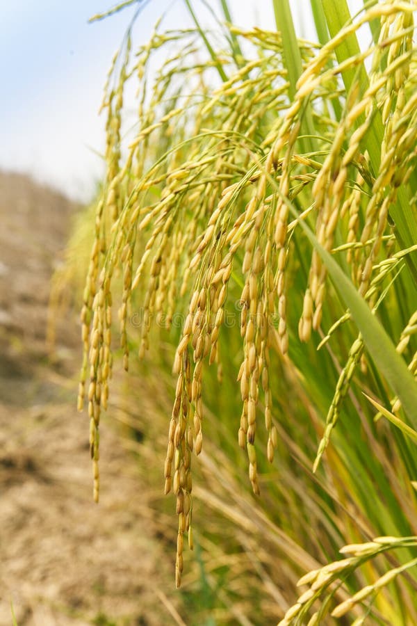 Rice spike in rice field stock image. Image of materials - 76265461