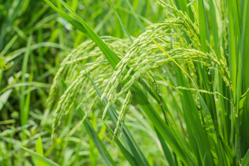 Rice spike in rice field. stock photo. Image of leaves - 40191472