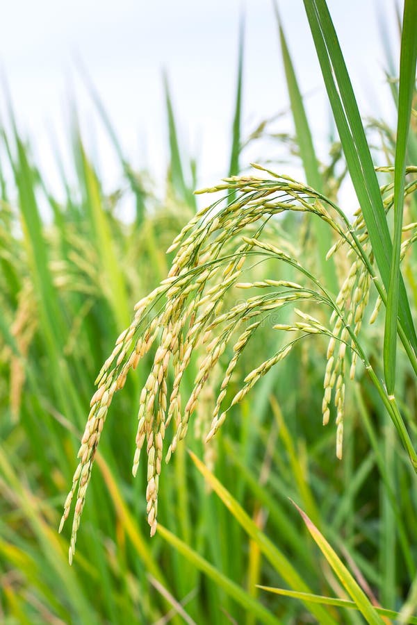 Rice spike in rice field. stock image. Image of ripe - 40704733