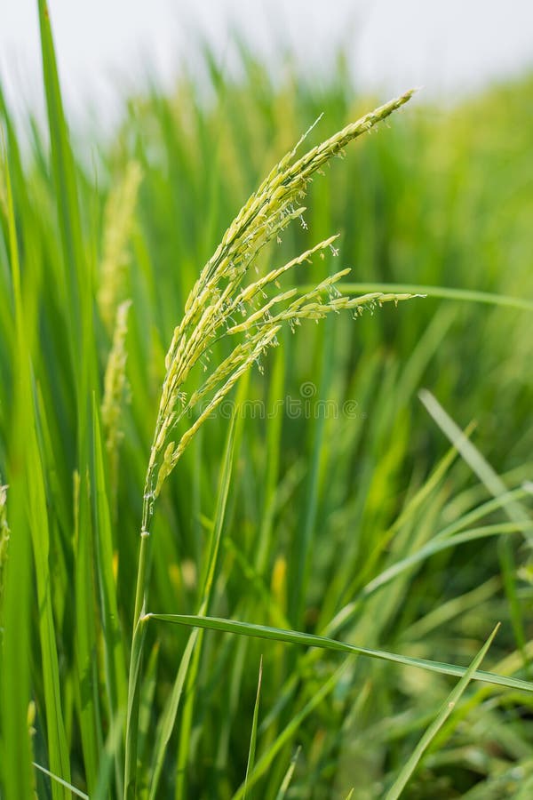 Rice spike in rice field. stock photo. Image of leaves - 40191286