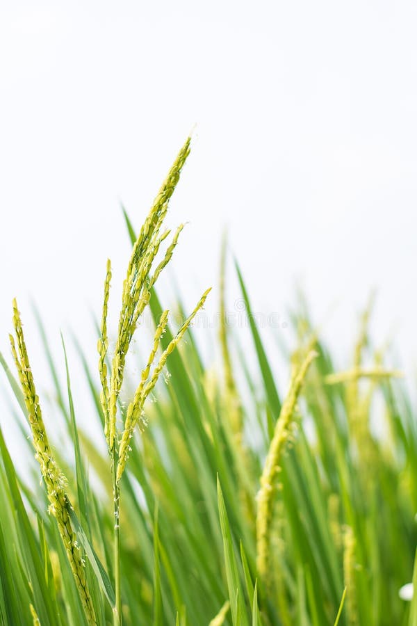 Rice spike in rice field. stock photo. Image of asian - 40191882