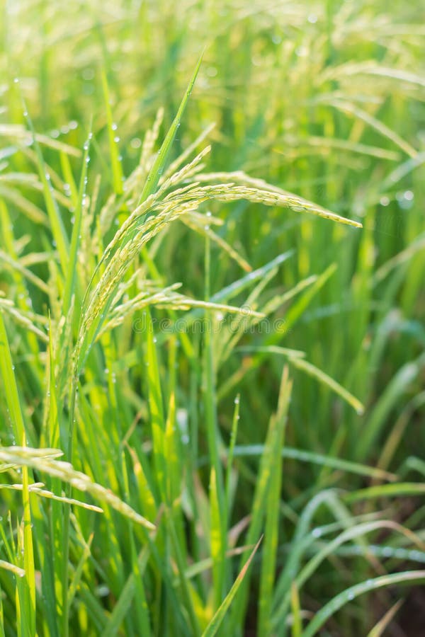 Rice spike in rice field. stock photo. Image of closeup - 40544616