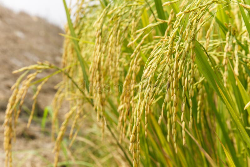 Rice spike in rice field stock image. Image of grow, cereal - 76264267