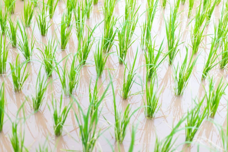 Rice Spike in Rice Field of Thailand Stock Photo - Image of seed, asia ...