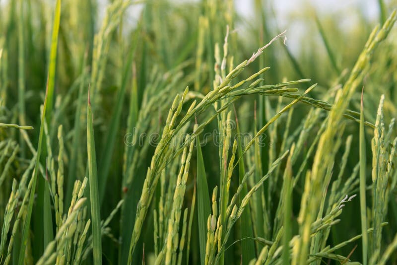 Rice spike in rice field stock image. Image of nature - 69984543