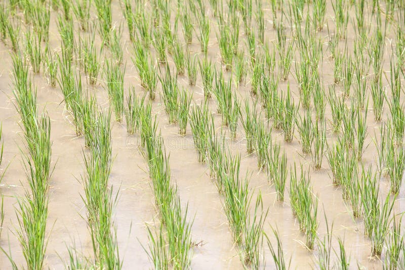 Rice Spike in Rice Field of Thailand Stock Image - Image of spike ...