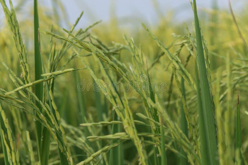 Rice Spike in Rice Field in Thailand Stock Photo - Image of background ...