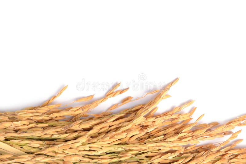 Rice Spike in Rice Field on the Morning. Stock Photo - Image of crop ...