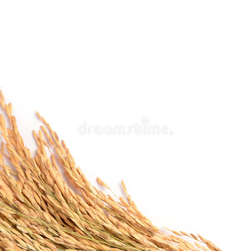 Rice Spike in Rice Field on the Morning. Stock Photo - Image of crop ...