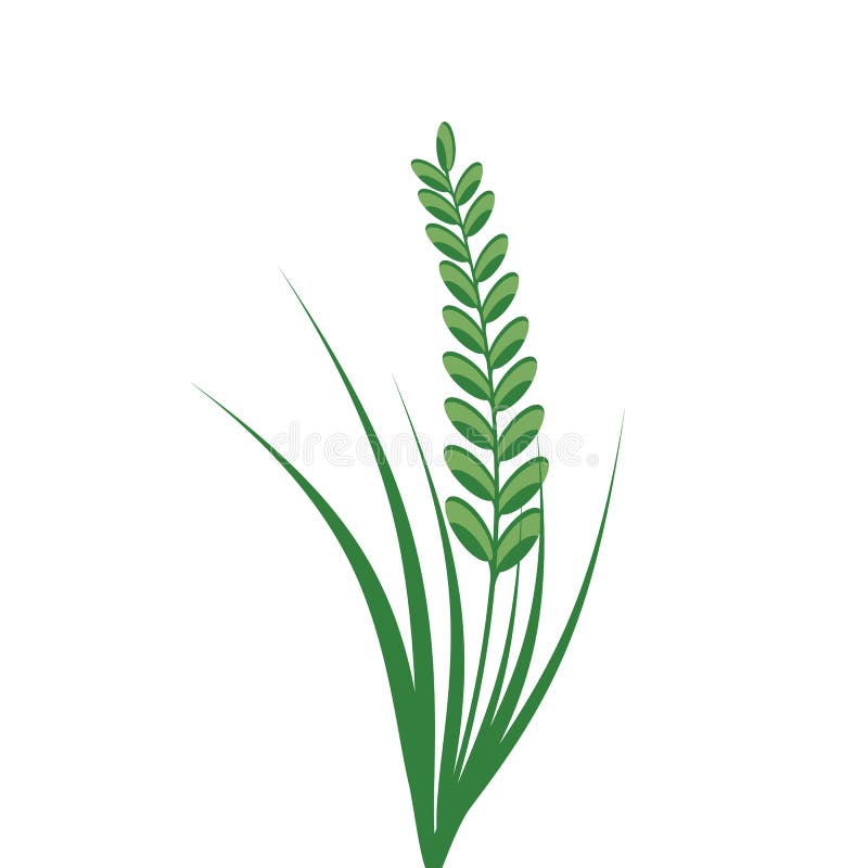 Rice Spikelet Icon. Vector Eps10 Stock Illustration - Illustration of ...