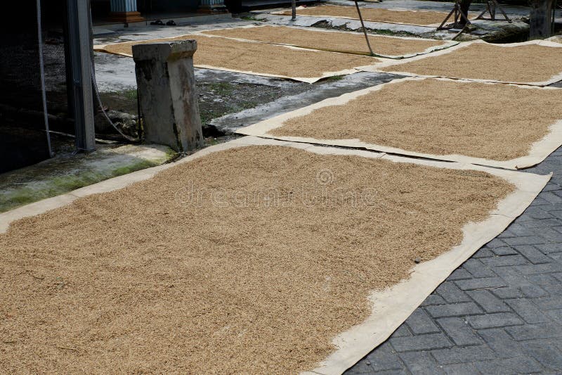 Drying rice stock image. Image of openair, grass, floor - 366353113