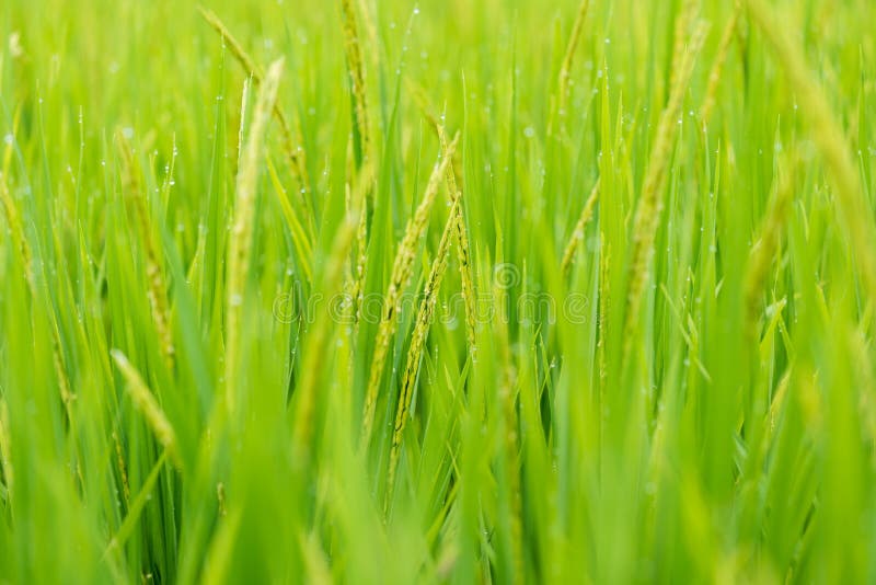Rice Sprout Ready To Growing in the Rice Field. Stock Image - Image of ...