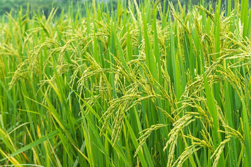 Rice Sprout Ready To Growing in the Rice Field Stock Image - Image of ...