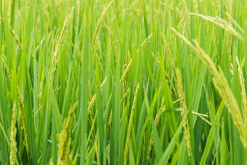 Rice Sprout Ready To Growing in the Rice Field Stock Photo - Image of ...