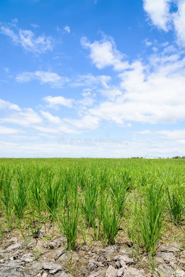Rice Sprout in Rice Field.Rice Seedlings Green Background Stock Image ...