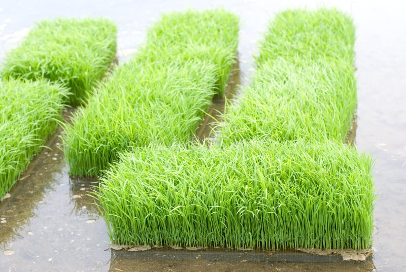 Rice sprouts stock photo. Image of crop, garden, agriculture - 22927414