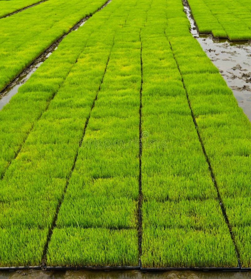 Rice sprouts stock photo. Image of cultivate, farmland - 22946520