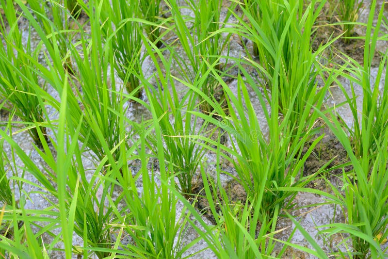 The rice sprouts stock image. Image of farm, plant, asia - 26309533