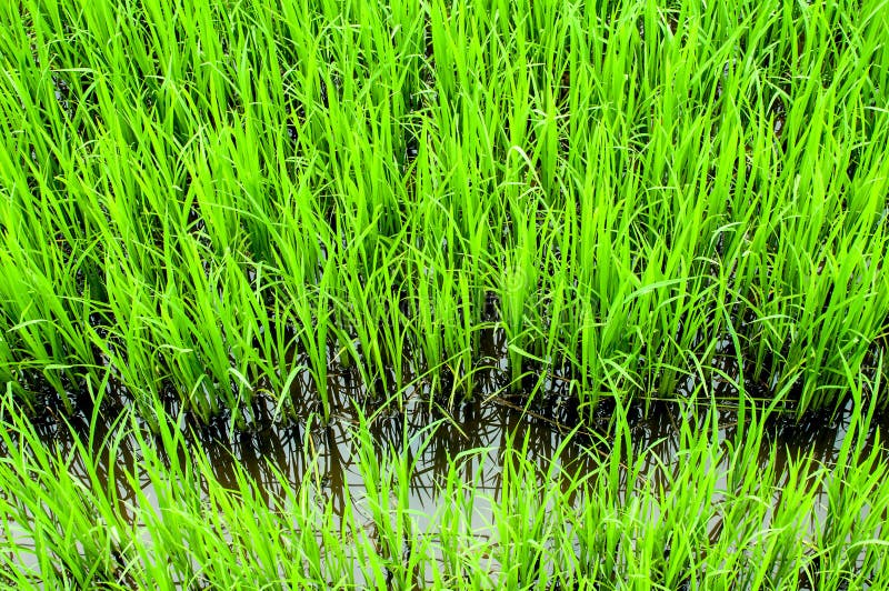 Rice sprouts stock image. Image of plant, ground, countryside - 26585235