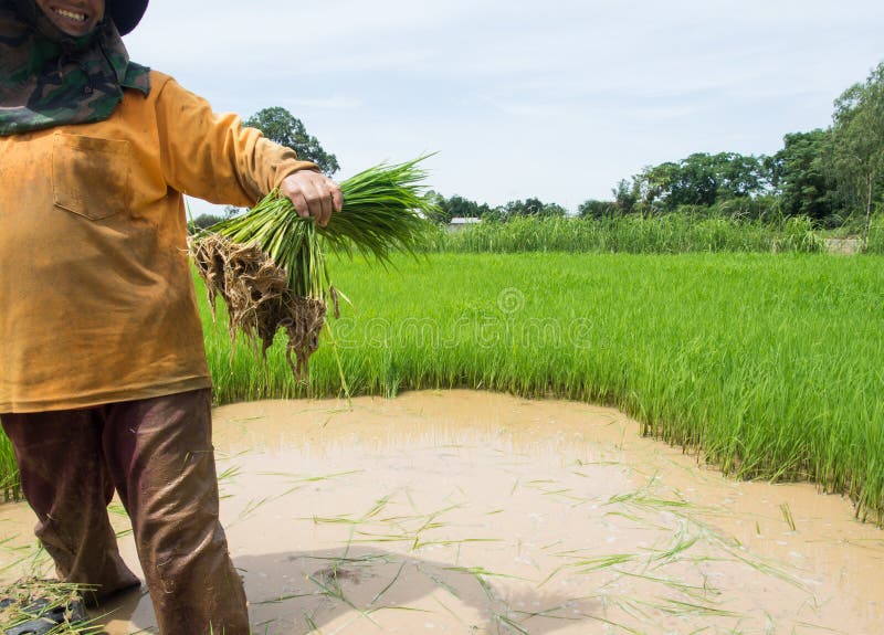 Rice sprouts editorial stock photo. Image of planting - 47802853