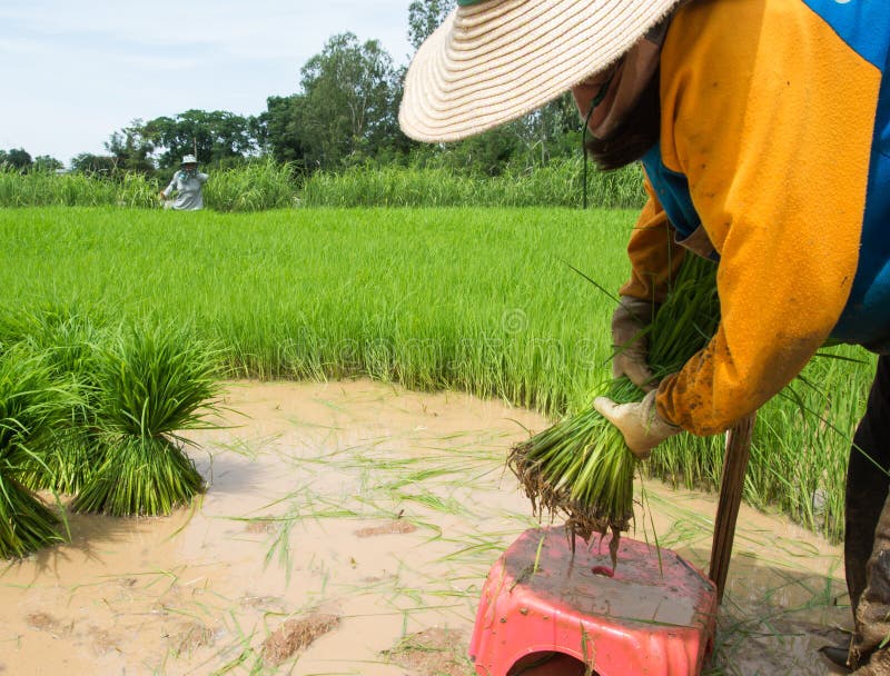 Rice sprouts stock photo. Image of spring, rice, farming - 47823248