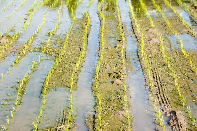 Rice Sprouts Cultivation by Car Tracks Stock Image - Image of grow ...