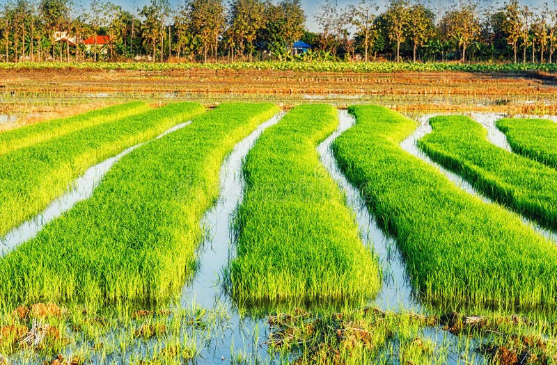 Rice sprouts in the field stock image. Image of rows - 145076765